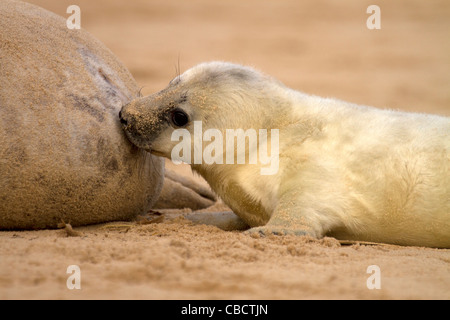 A grey seal pup suckles from her mother seal, covered in sand on a ...