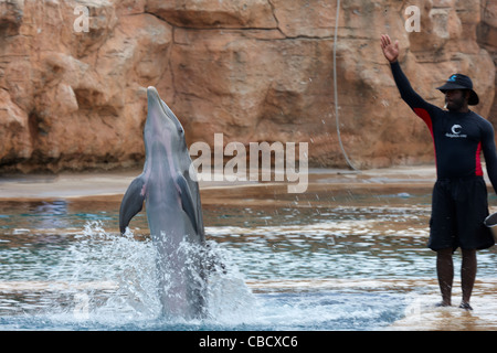 Dolphin Cay at Atlantis resort, Paradise Island, Bahamas Stock Photo ...