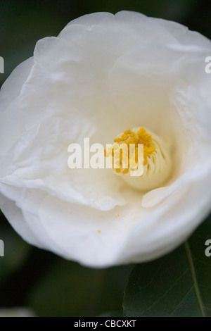 VIRGINIA, USA - Magnolia blossom, flower on magnolia tree in bloom ...