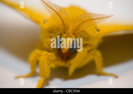 Automeris Io - Male Io Moth -- Yellow Fuzzy Moth on white background ...