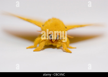 Automeris Io - Male Io Moth -- Yellow Fuzzy Moth on white background ...