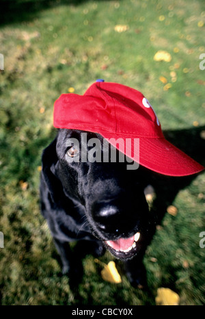 A black Labrador Retriever dog wearing a birthday party hat Stock Photo ...