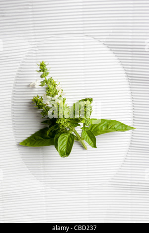 Ocimum basilicum, flowering sprig of Basil Stock Photo - Alamy