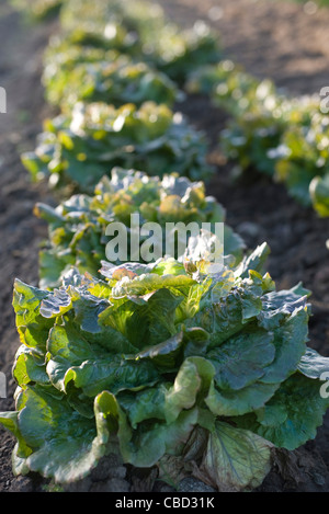 Lettuce plant growing in the field Stock Photo - Alamy
