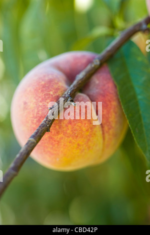 Nectarine growing on tree Stock Photo - Alamy