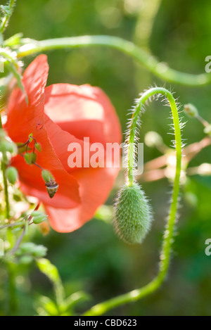 A single orange poppy Papaver rhoeas flower with a dark purple center ...
