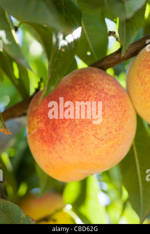 Nectarine growing on tree Stock Photo - Alamy
