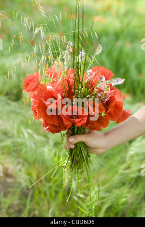Hand holding a fresh, vibrant bouquet of wild daisies against the soft ...