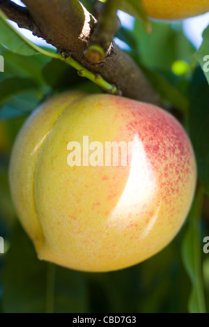 Nectarine growing on tree Stock Photo - Alamy