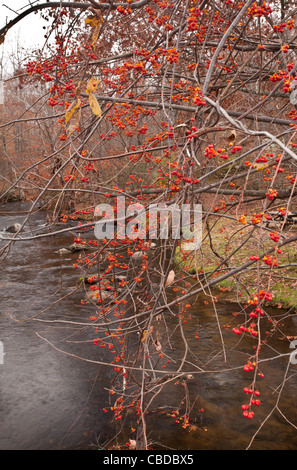 Oriental Bittersweet, Celastrus orbiculatus, an invasive woody vine in ...
