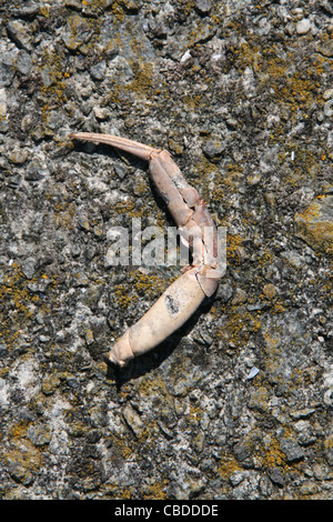 one crab claw on floor ground Stock Photo - Alamy