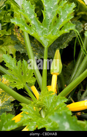 Yellow Courgette ‘Parador’ F1 Hybrid, Cucurbita pepo Stock Photo - Alamy