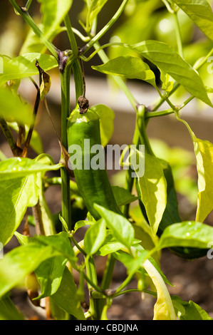 Sweet pepper, Capsicum annuum var. grossum. Growing pepper on plant in ...