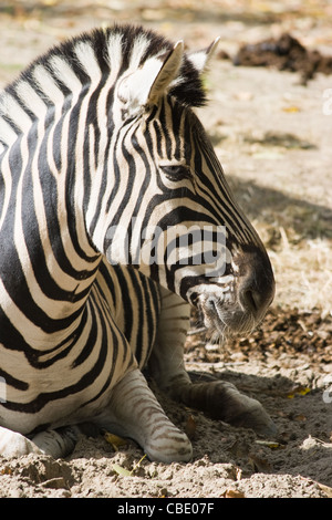 Detail, mane of a plains zebra (Equus quagga), captive, Munich, Bavaria ...