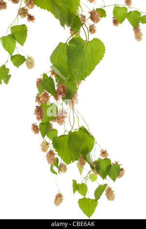 Dried Hop on white Background Stock Photo - Alamy