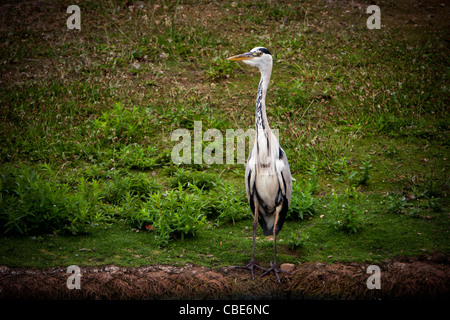 Grey Heron (Ardea cinerea) predating on common frog captured in farm ...