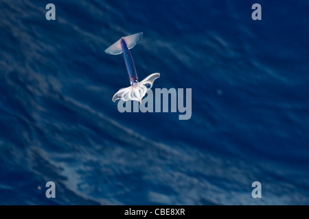 Very rare image of a Neon Flying Squid (Ommastrephes bartramii) in ...