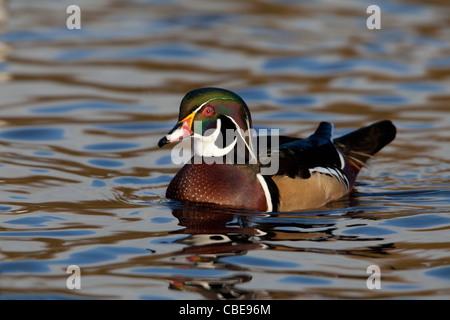Wood Duck Aix sponsa adult male swimming and wing flapping Stock Photo ...