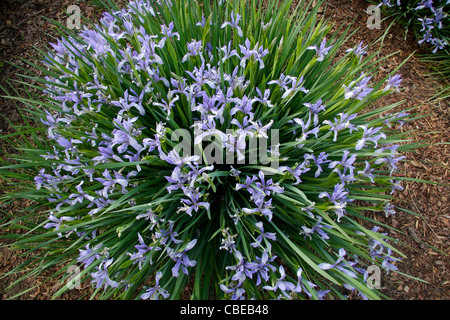 Iris flowers in full bloom Stock Photo - Alamy