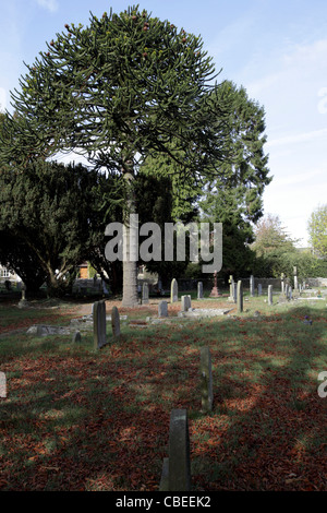 Headstones within the cemetery of St James Church in Cardington Stock ...