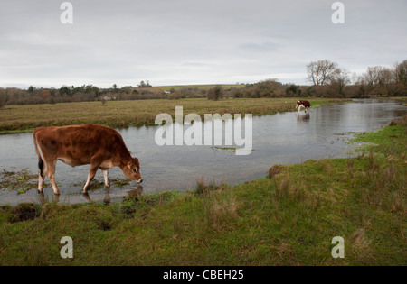 Cattle wade through the River Test at Chilbolton, Hampshire, England ...