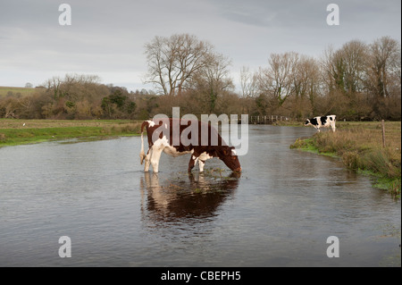 Cattle wade through the River Test at Chilbolton, Hampshire, England ...