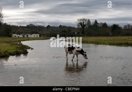 Cattle wade through the River Test at Chilbolton, Hampshire, England ...