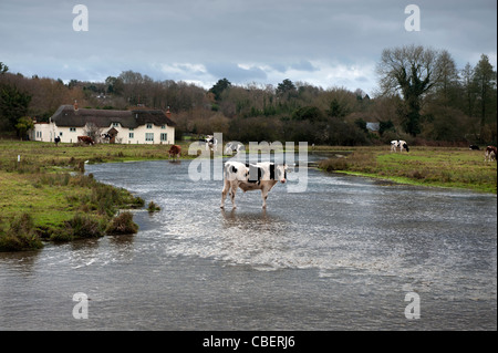 Cattle wade through the River Test at Chilbolton, Hampshire, England ...
