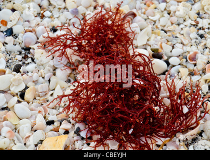 Seaweed and Shells Stock Photo - Alamy