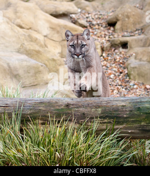 Female puma jumping over a tree Stock Photo - Alamy