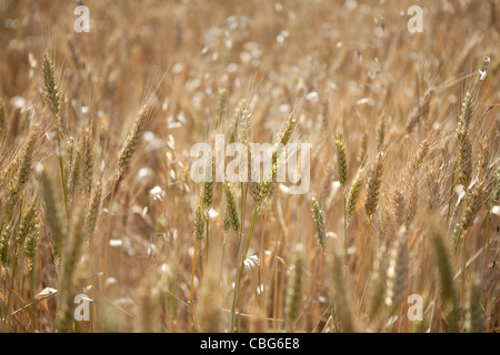 A field of wheat in the Australian wheat belt, Western Australia Stock ...
