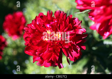 Paeonies growing on a farm near Queenstown, New Zealand Stock Photo - Alamy