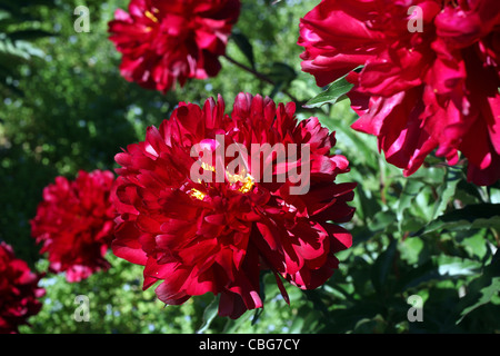 Paeonies growing on a farm near Queenstown, New Zealand Stock Photo - Alamy