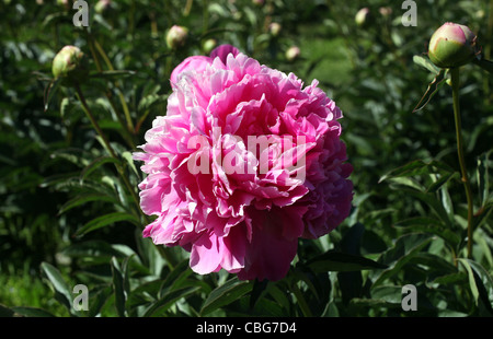 Paeonies growing on a farm near Queenstown, New Zealand Stock Photo - Alamy