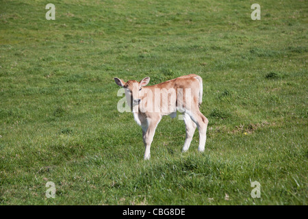 Selective of a calf in a field Stock Photo - Alamy