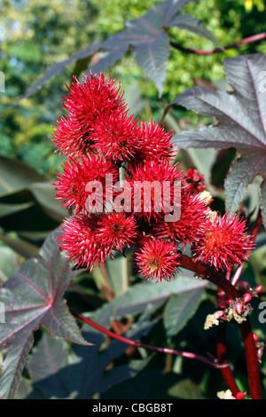 Castor Oil Plant - Ricinus communis New Leaf, Male & Female Flowers ...