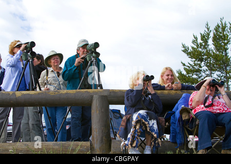Tourists viewing wildlife in Yellowstone National Park, USA Stock Photo ...