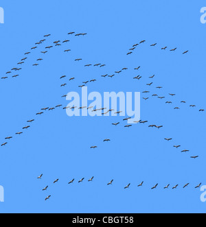 Kraniche, Grus, grus, formationsflug Stock Photo - Alamy