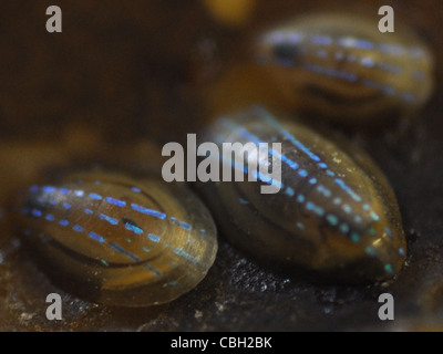 Blue Rayed Limpet Stock Photo - Alamy