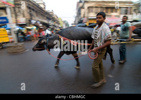 Daily scenes in the center of Lucknow, India Stock Photo - Alamy