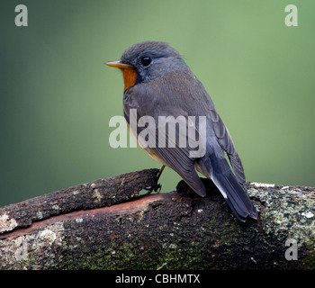 Kashmir flycatcher (Ficedula subrubra) perched, Nilgiri mountains ...