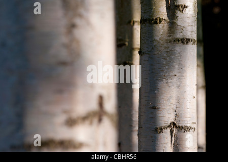 Silver birch (Betula spp) tree trunks Stock Photo - Alamy