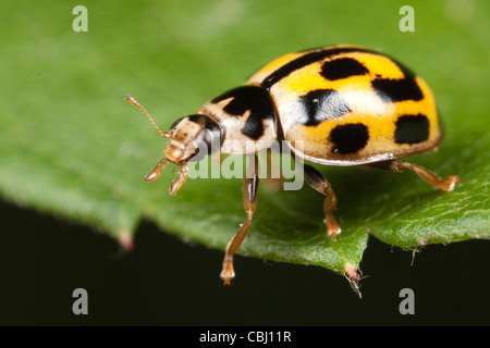 Fourteen-spotted Lady Beetle (Propylea quatuordecimpunctata) showing ...
