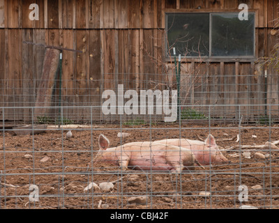Pig sow laying down feeding her young piglets. Large and fat letting ...