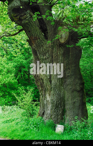 Ancient pedunculate oak tree. Dorset, UK Stock Photo - Alamy