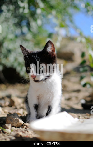 Portrait of tender alley kitten Stock Photo - Alamy