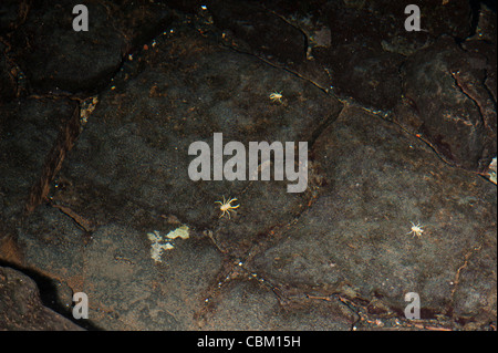 Munidopsis polymorpha (nicknamed "jameíto"), a small albino blind crab ...