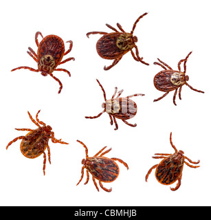Tick insect isolated on a white background. A disease-spreading ...