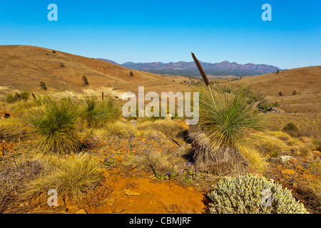 Grass Trees Hucks Lookout Flinders Ranges South Australia Australia ...