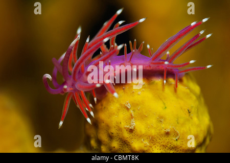 Pink Sea Slug, Coryphella pedata, Pag Island, Adriatic Sea, Croatia ...